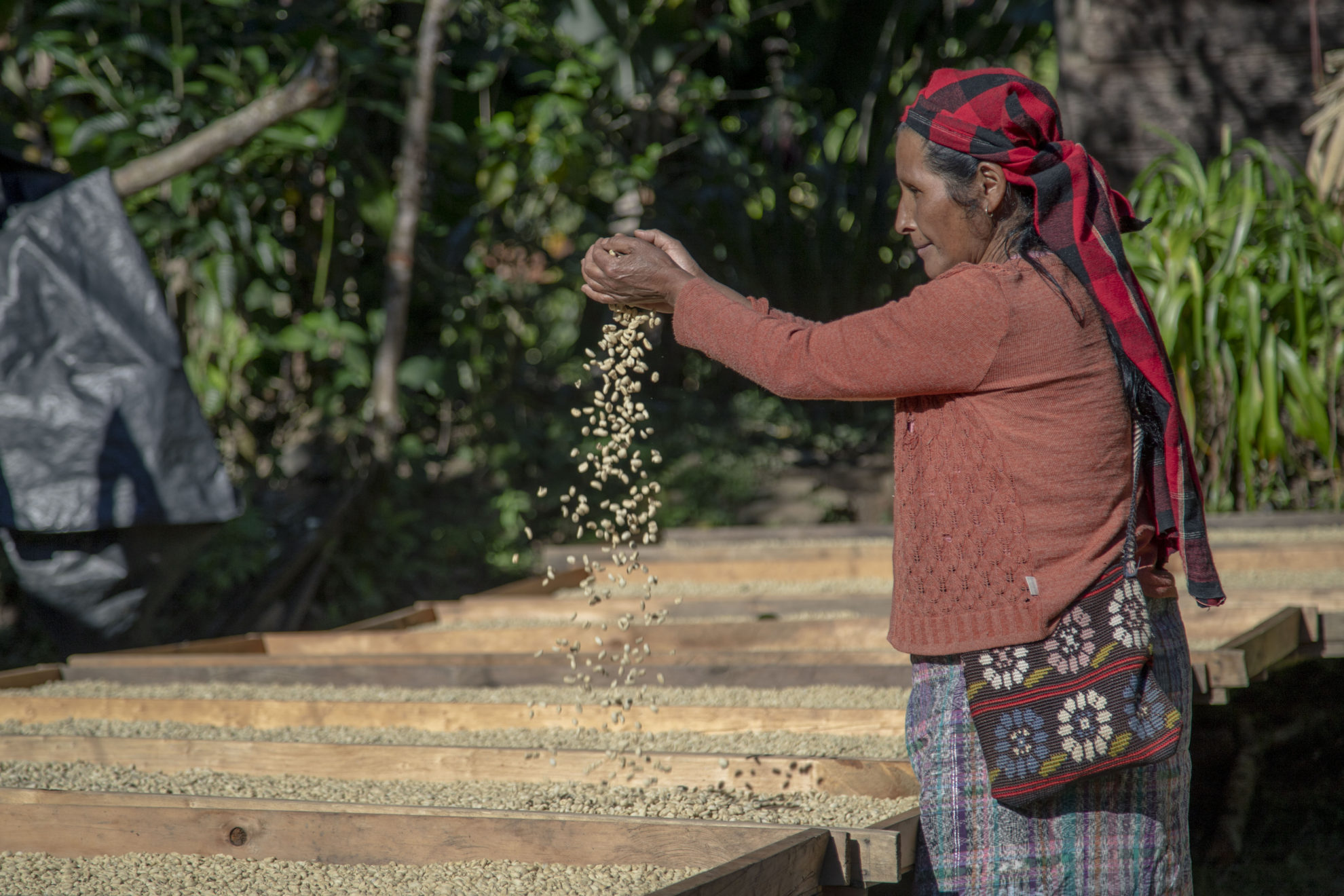 HOW FAIRTRADE WORKS WITH INDIGENOUS COFFEE COMMUNITIES - Fairtrade Canada